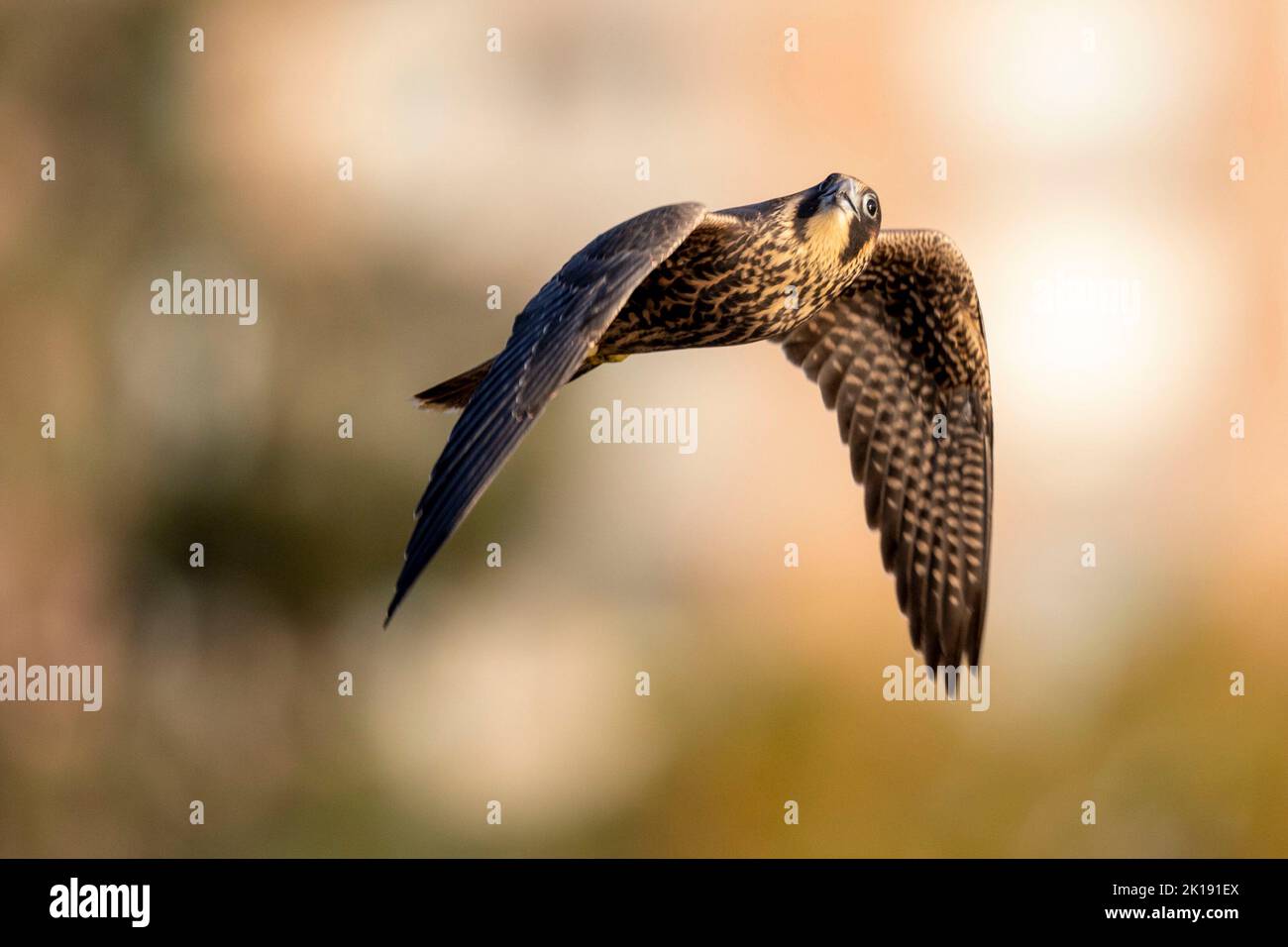 (Ottawa, Canada---15 September 2022) A peregrine falcon flying away ...
