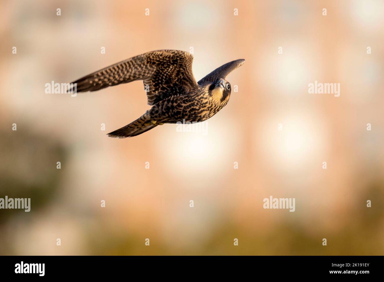 (Ottawa, Canada---15 September 2022) A peregrine falcon flying away ...