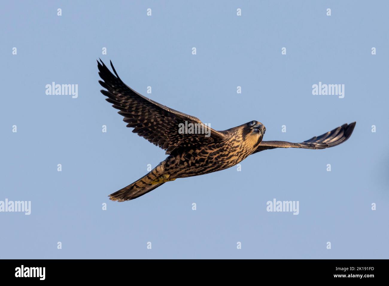 (Ottawa, Canada---15 September 2022) A peregrine falcon flying away ...