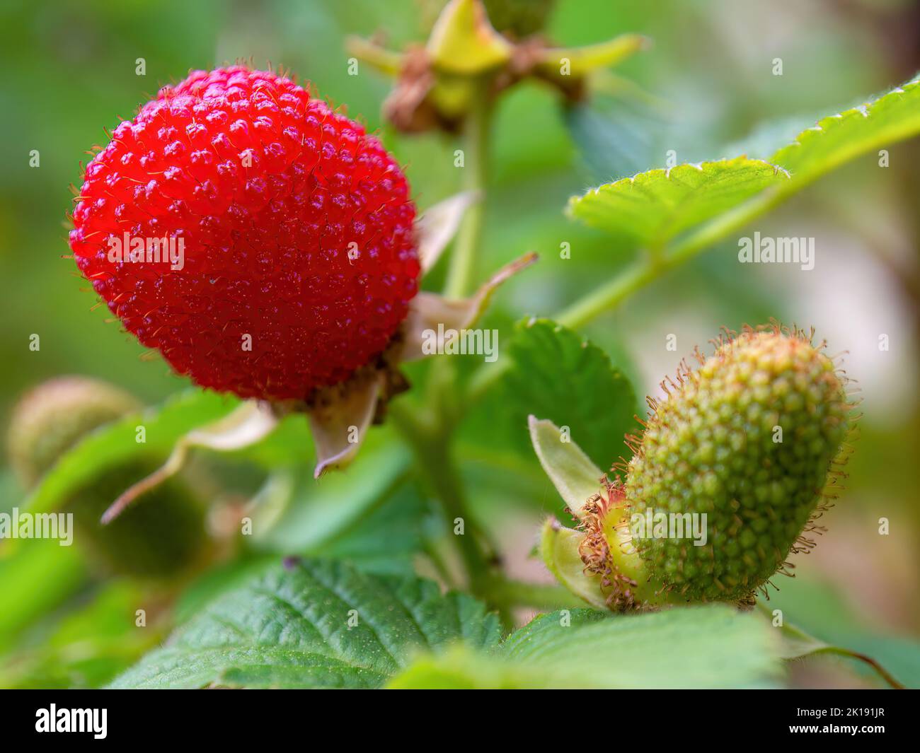 Macro photography of a ripe raspberry fruit, caotured in a farm near ...