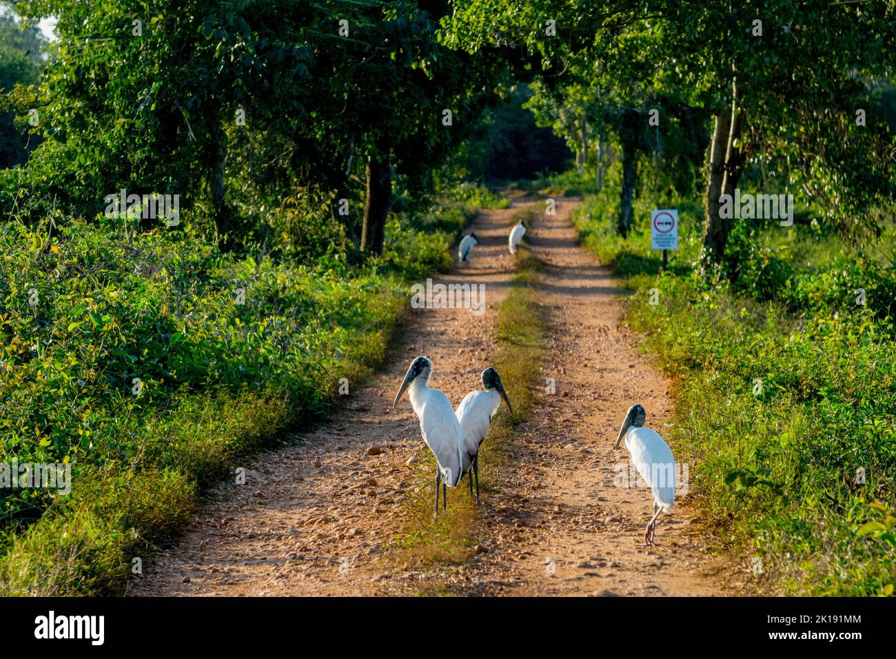 Wood storks (Mycteria americana) on a gravel road near the Aymara Lodge ...