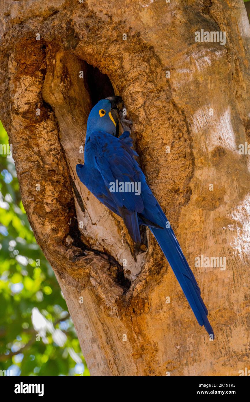 A Hyacinth macaw (Anodorhynchus hyacinthinus) at the nest constructed ...