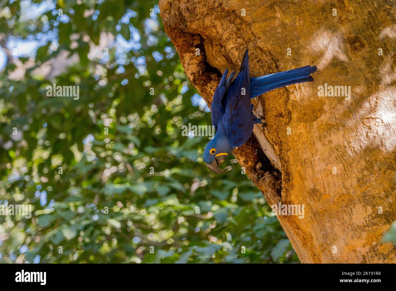 A Hyacinth macaw (Anodorhynchus hyacinthinus) at the nest constructed ...