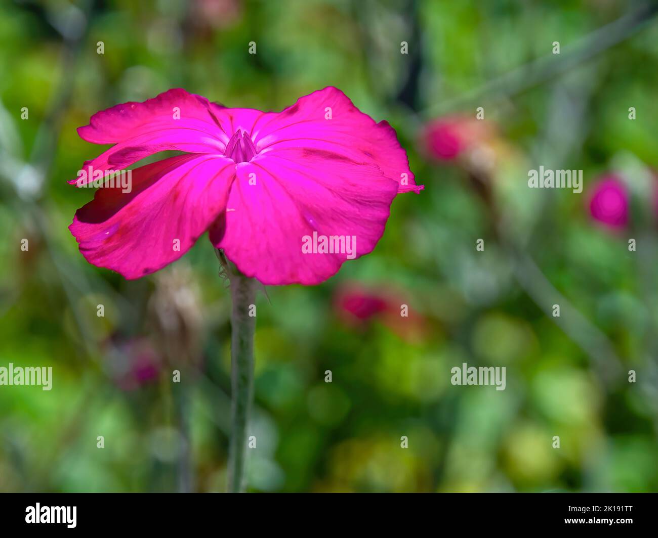 Macro photography of a red rose campion flower, captured in a garden ...
