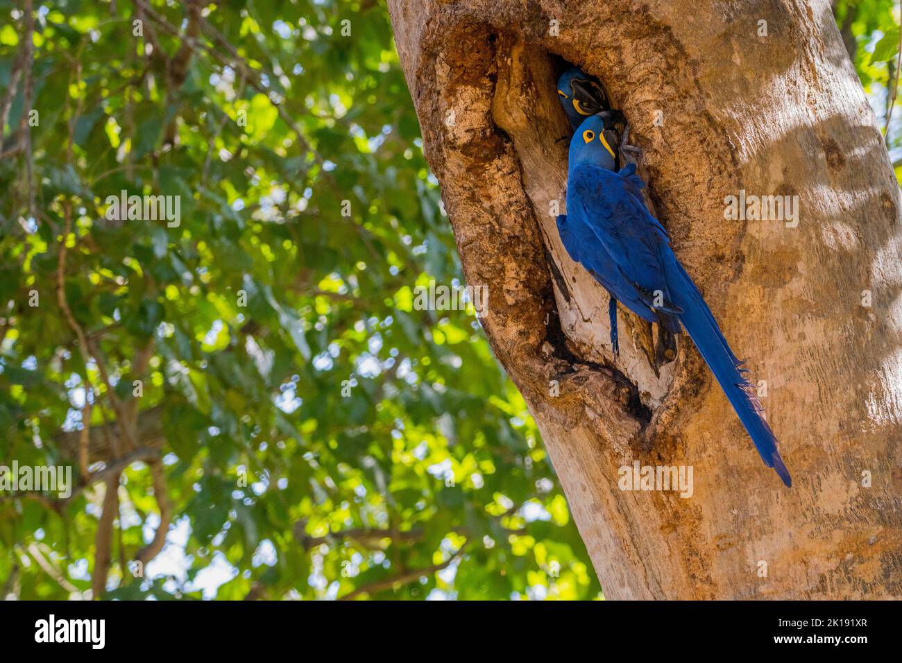 Hyacinth macaws (Anodorhynchus hyacinthinus) at their nest constructed ...