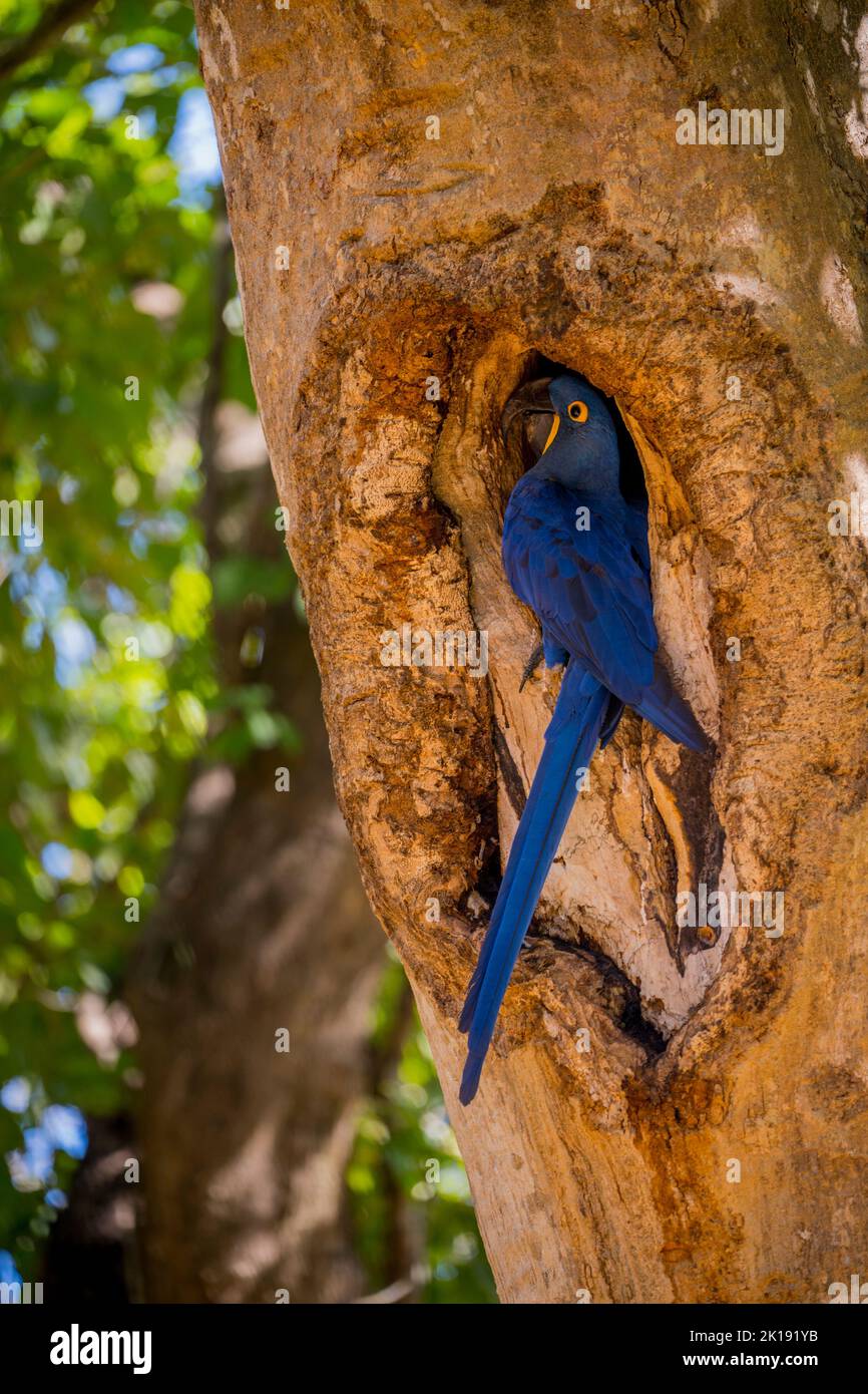 A Hyacinth macaw (Anodorhynchus hyacinthinus) at the nest constructed ...
