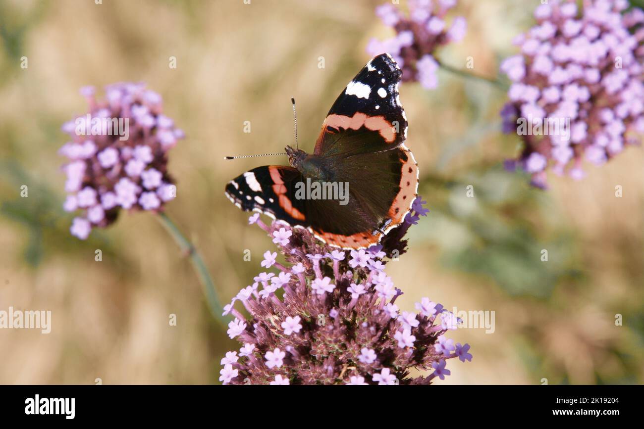 A Red Admiral butterfly in the Lancashire countryside Stock Photo - Alamy