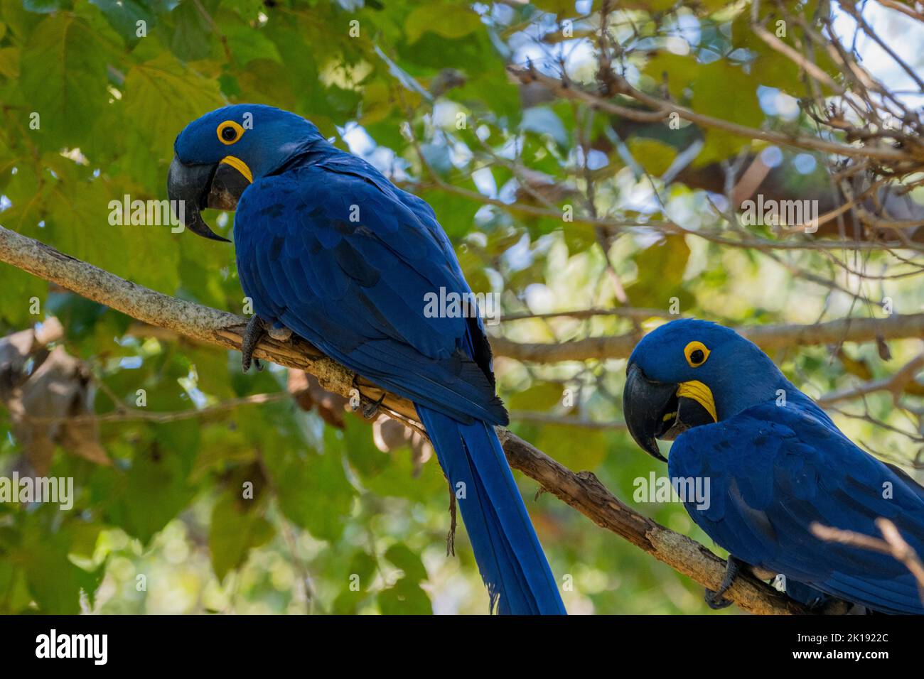 A Hyacinth macaw (Anodorhynchus hyacinthinus) couple is perched in a ...