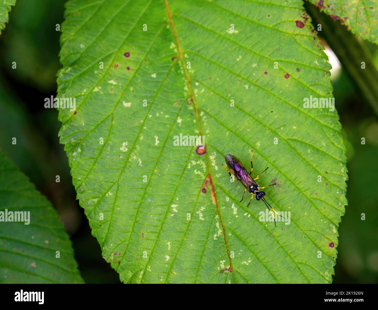 Macro photography of a tiny parasitic wasp on an alder leaf, capturedin ...