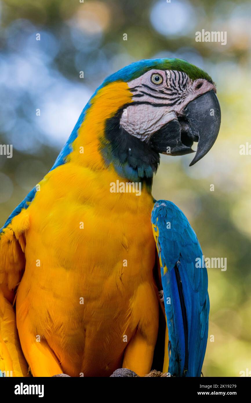 Portrait of a blue-and-yellow macaw (Ara ararauna), also known as the blue-and-gold macaw, at ...