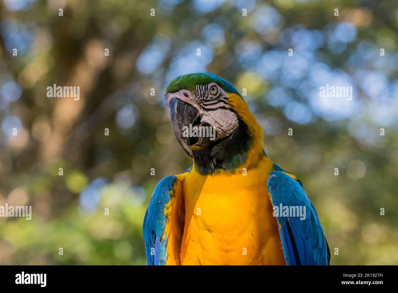 Portrait of a blue-and-yellow macaw (Ara ararauna), also known as the blue-and-gold macaw, at ...