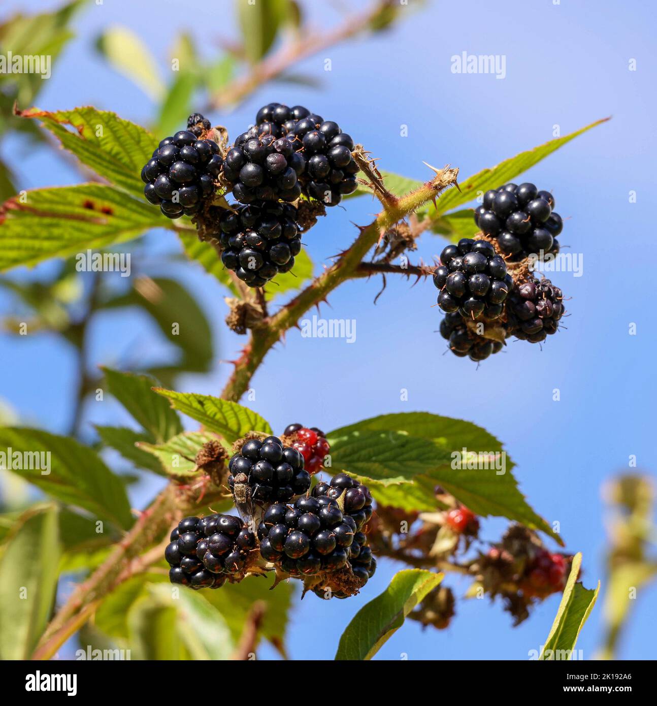 Lurgan september 2022 hi-res stock photography and images - Alamy