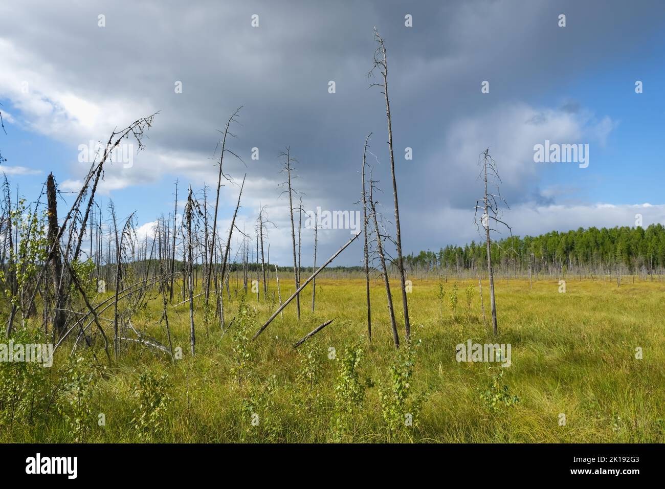 Dry trees in swamps against a blue sky with clouds. Dead trees in the ...