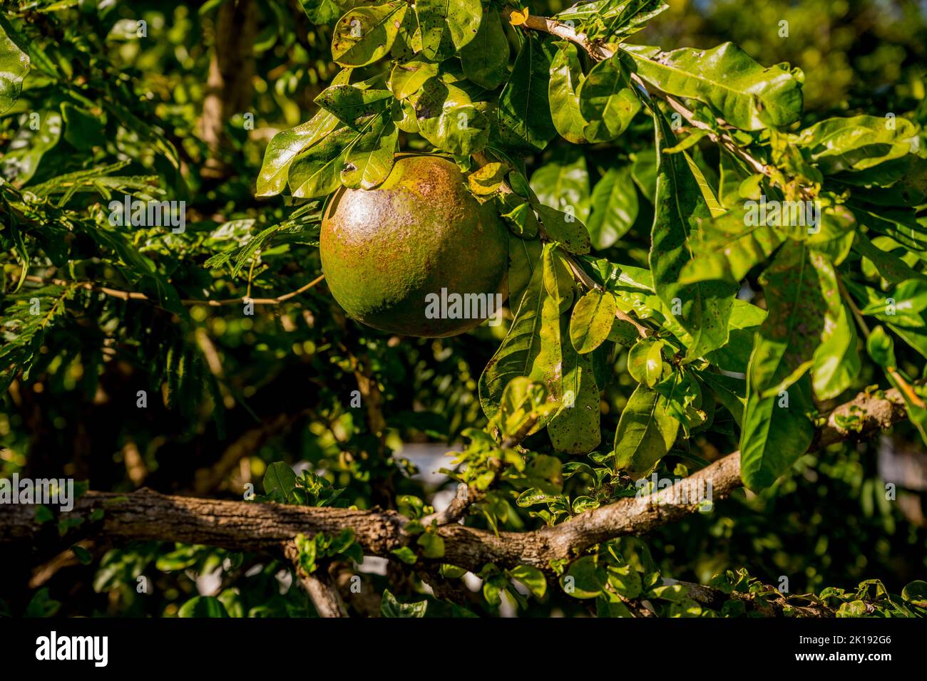 A calabash gourd (Cuite locally) in the garden of the Aguape Lodge in ...