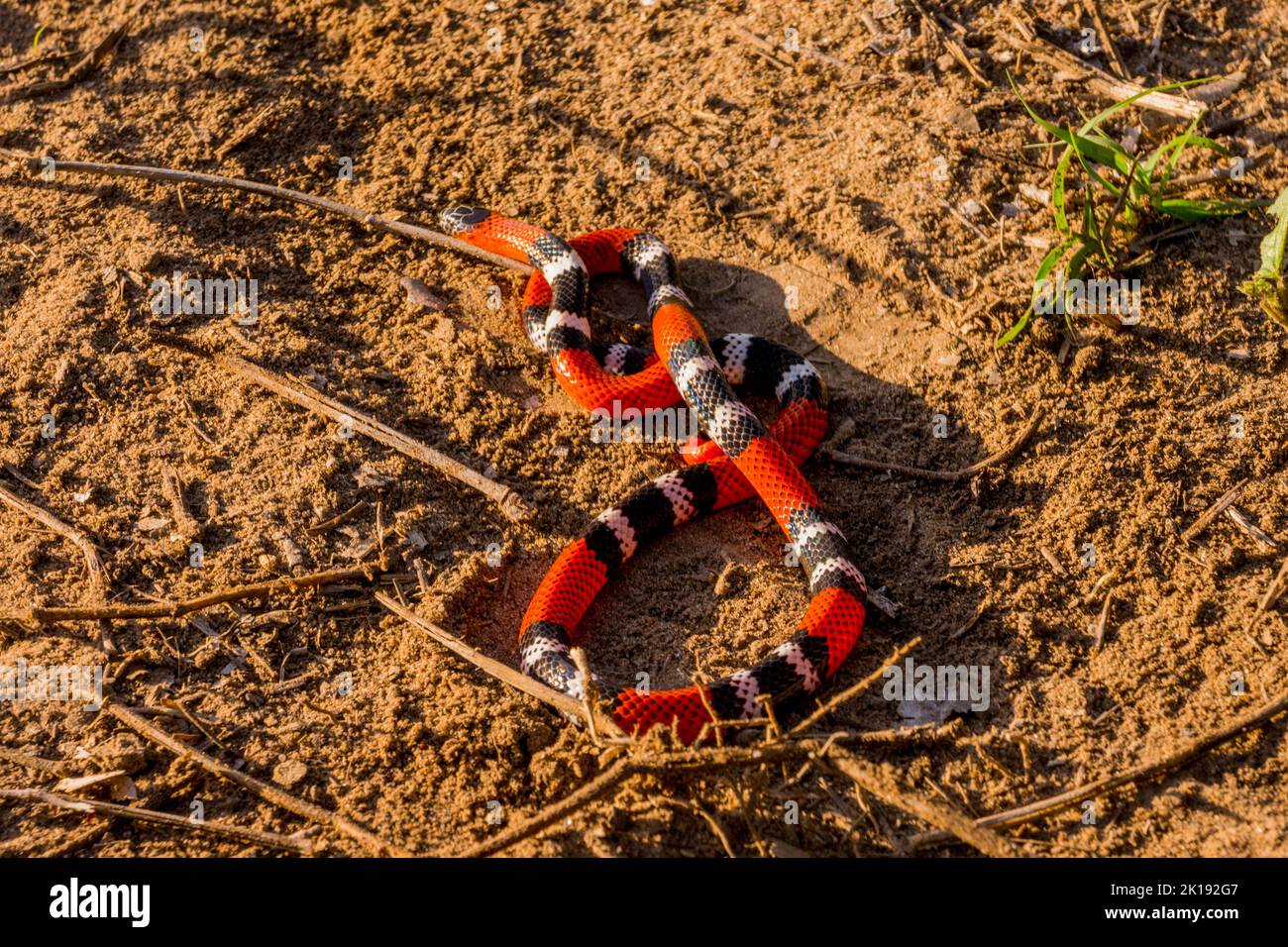 A coral snake in a field near the Aguape Lodge in the Southern Pantanal ...