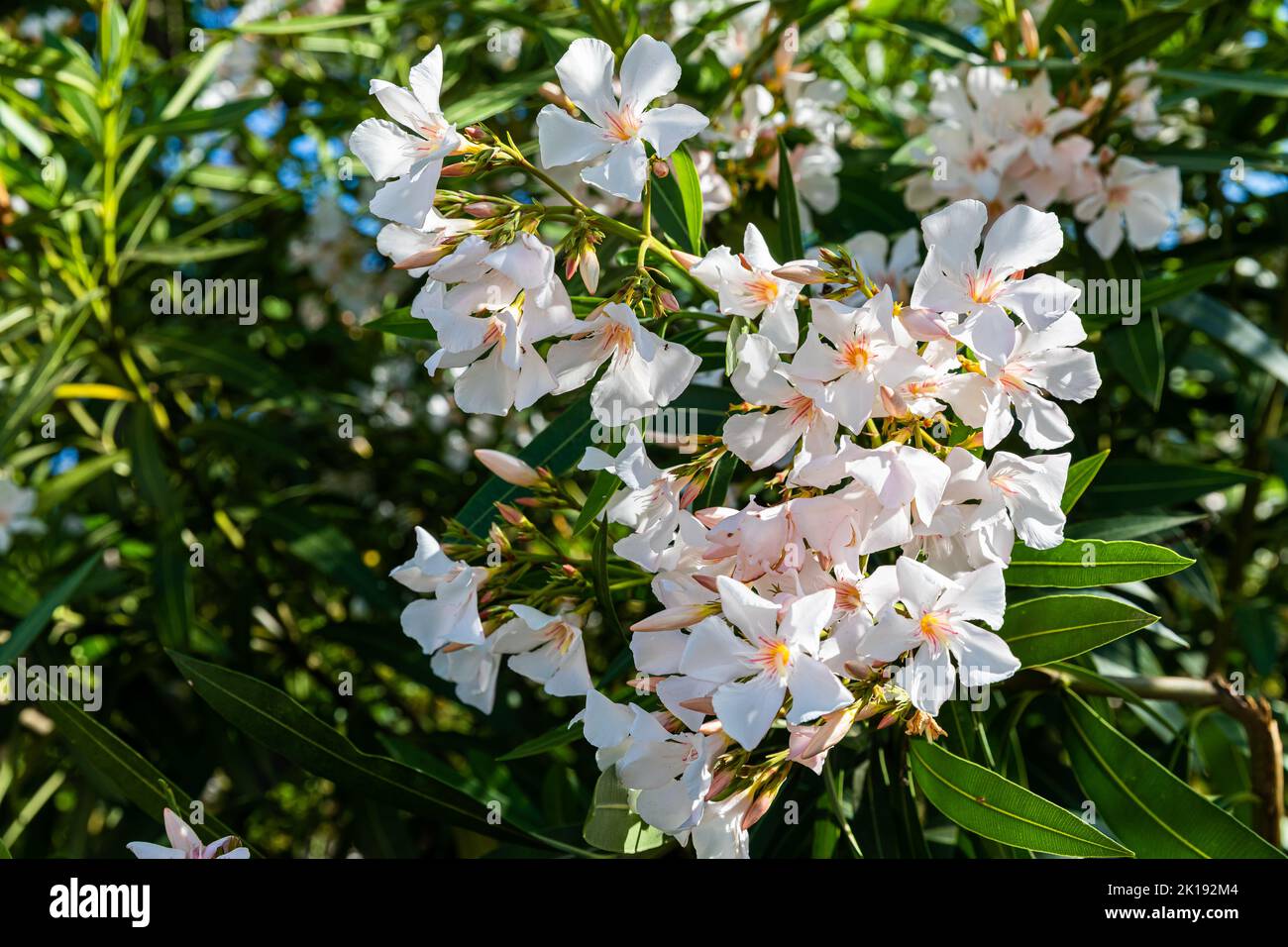Oleander nerium flowering shrub on Corfu island? Greece Stock Photo - Alamy