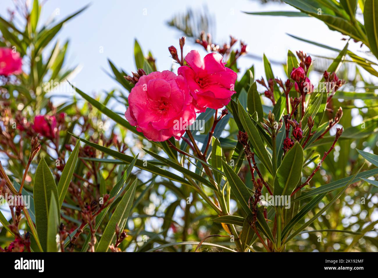 Oleander nerium flowering shrub on Corfu island, Greece Stock Photo - Alamy