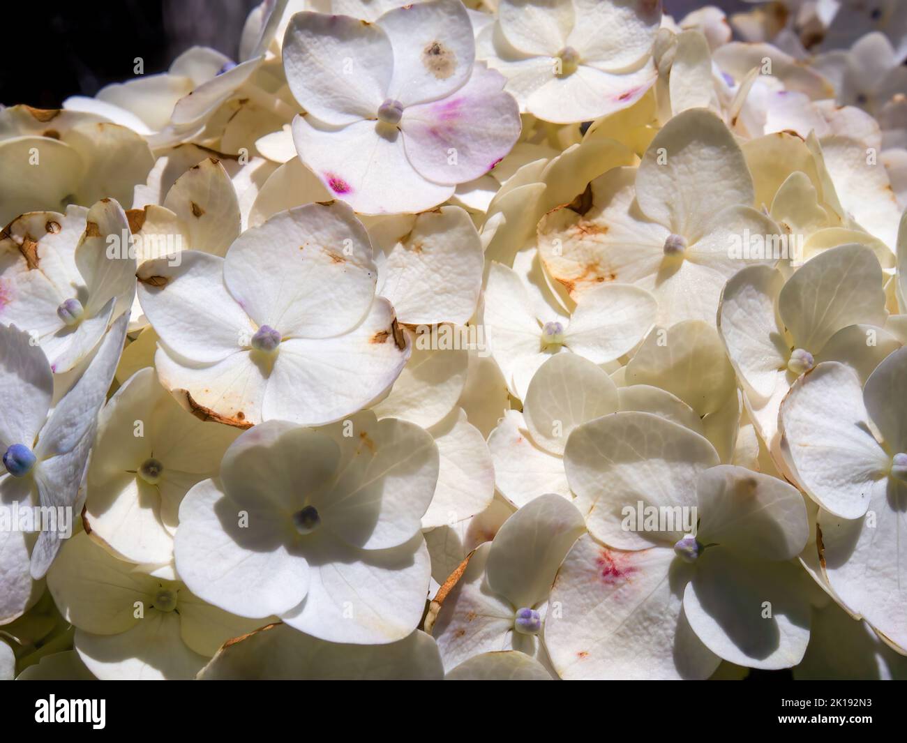 Macro photography of a beautiful bouquet of white hydrangea flowers ...