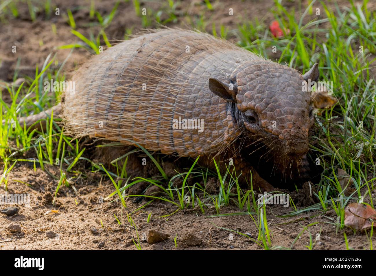 Euphractus sexcinctus hi-res stock photography and images - Alamy