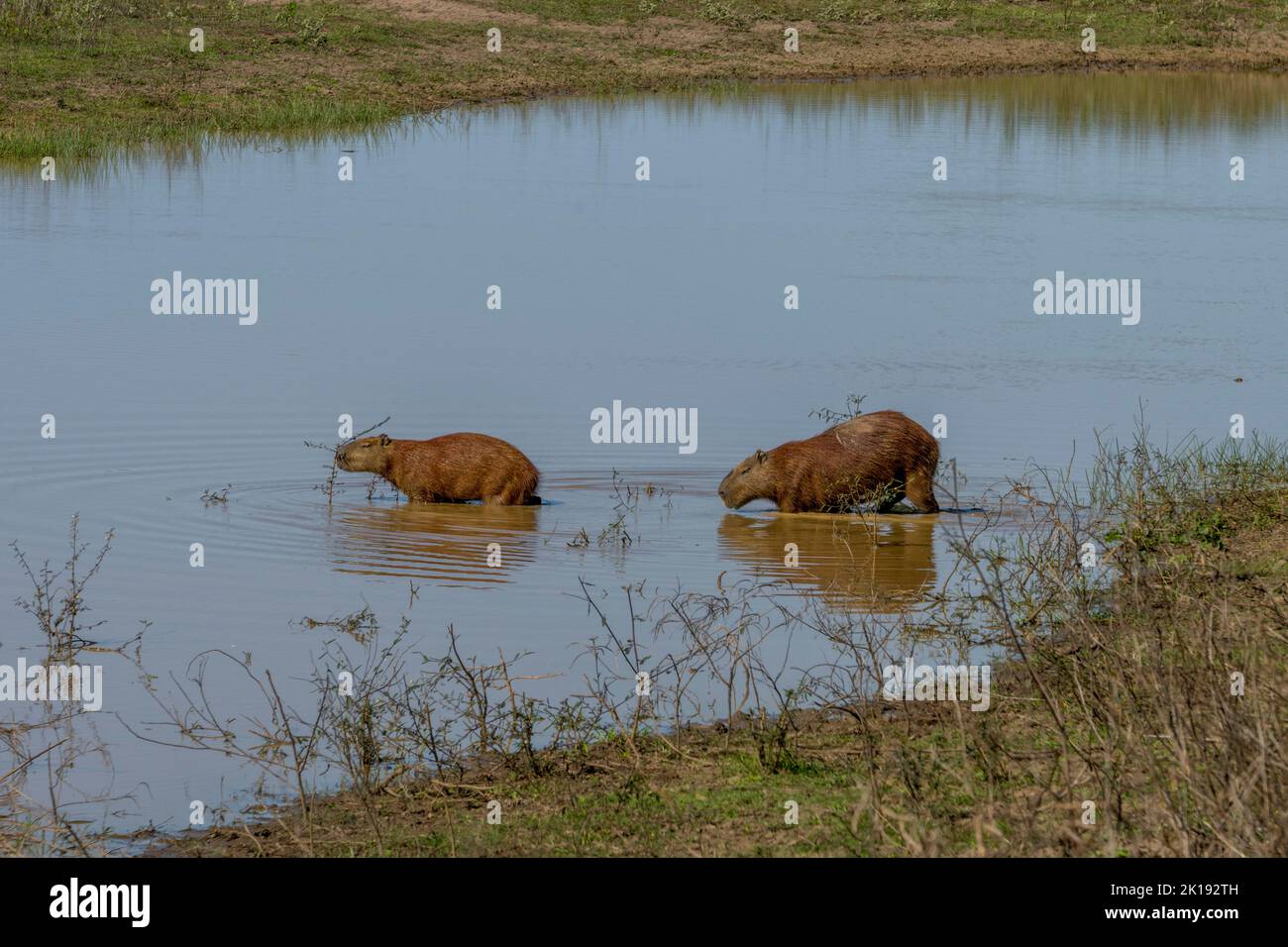 Capybaras (Hydrochoerus hydrochaeris) at a small pond near the Aguape ...