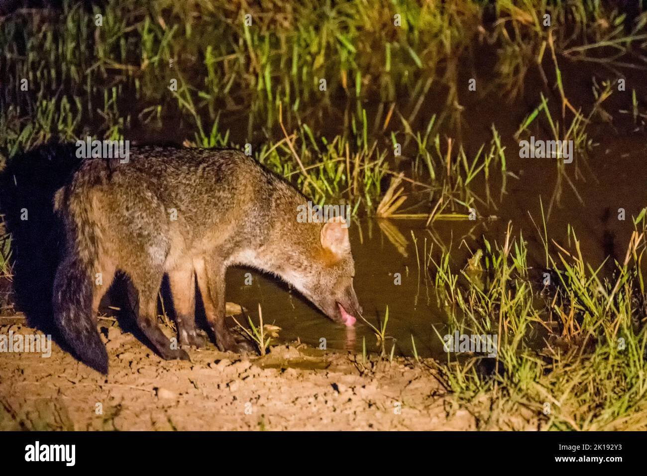 Brazilian fox hi-res stock photography and images - Alamy