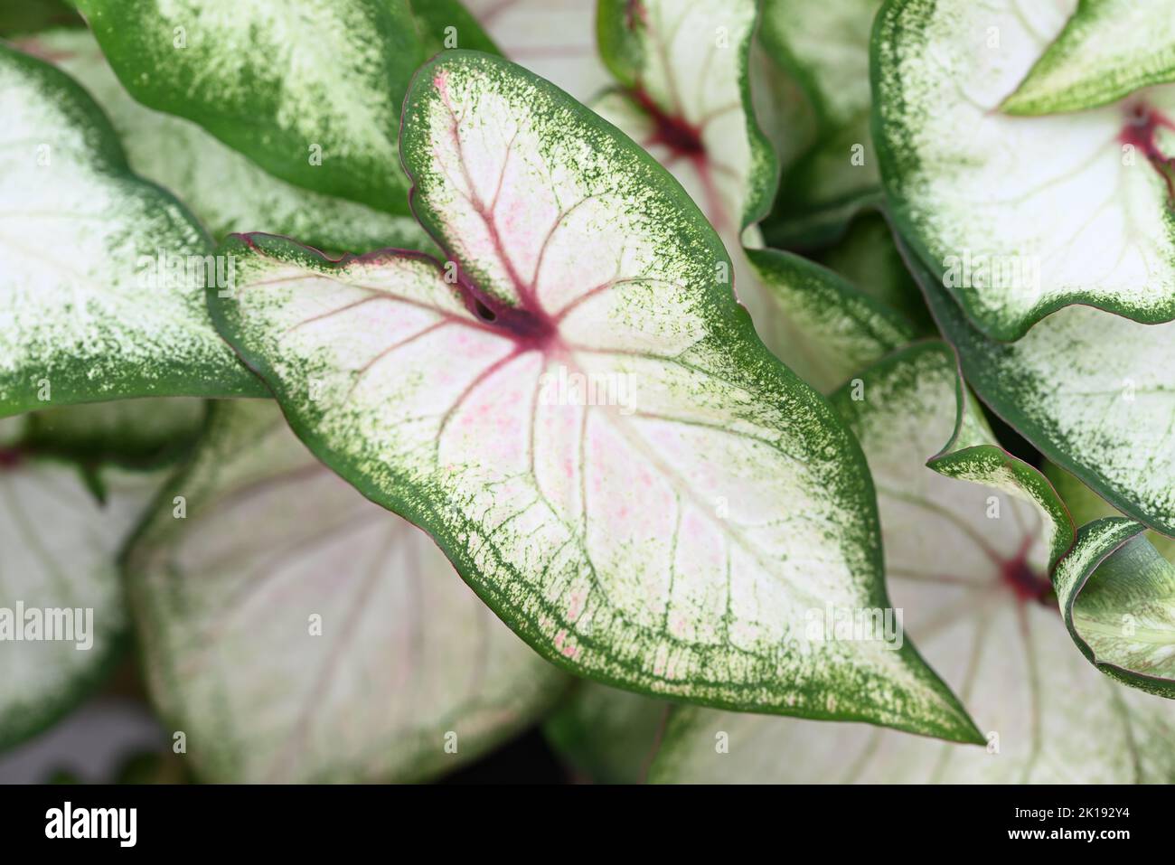Caladium plant with beautiful heart shape leaves Stock Photo - Alamy