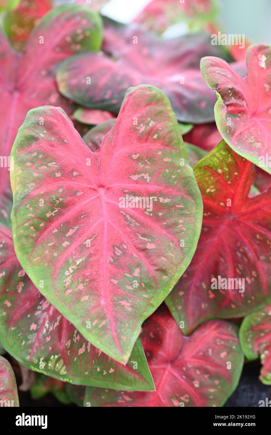 Caladium bicolor vent hi-res stock photography and images - Alamy