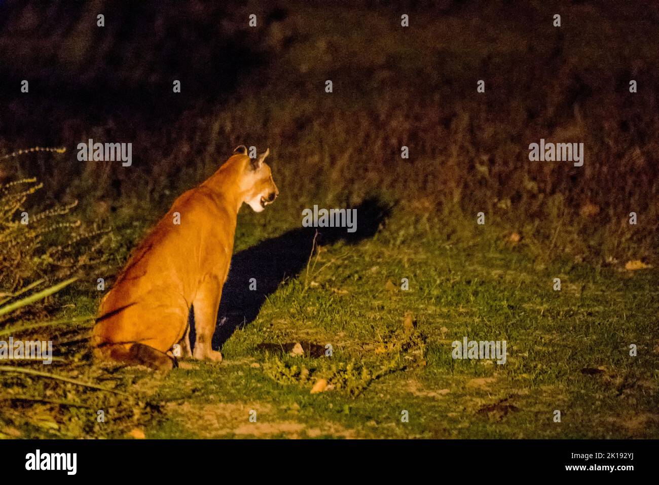 A puma at night in the spotlight near the Aguape Lodge in the Southern ...