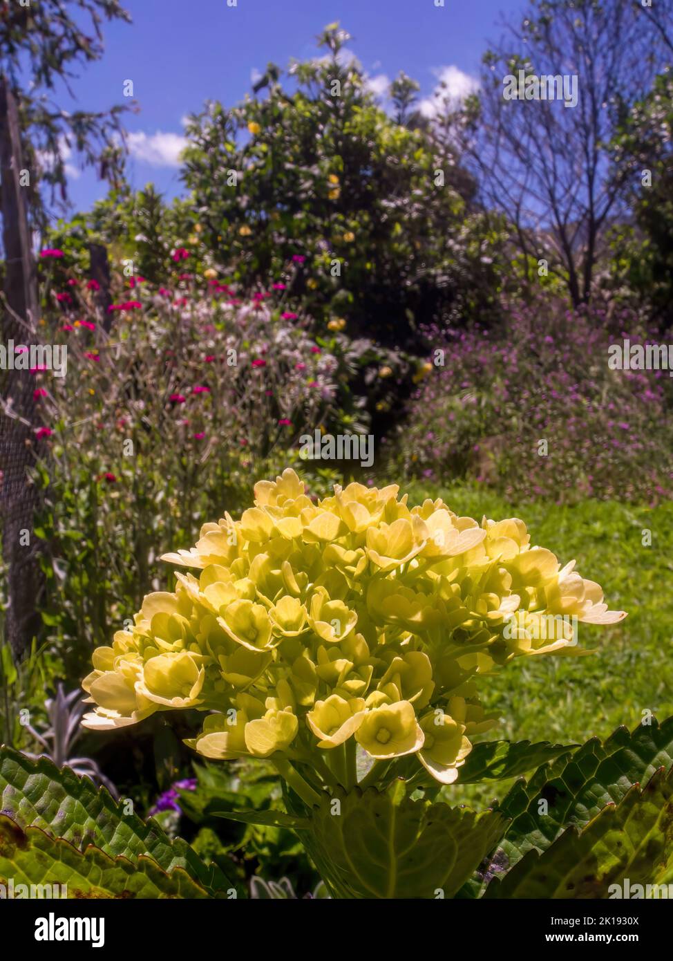 Close-up photography of a beautiful bouquet of young hydrangea flowers ...