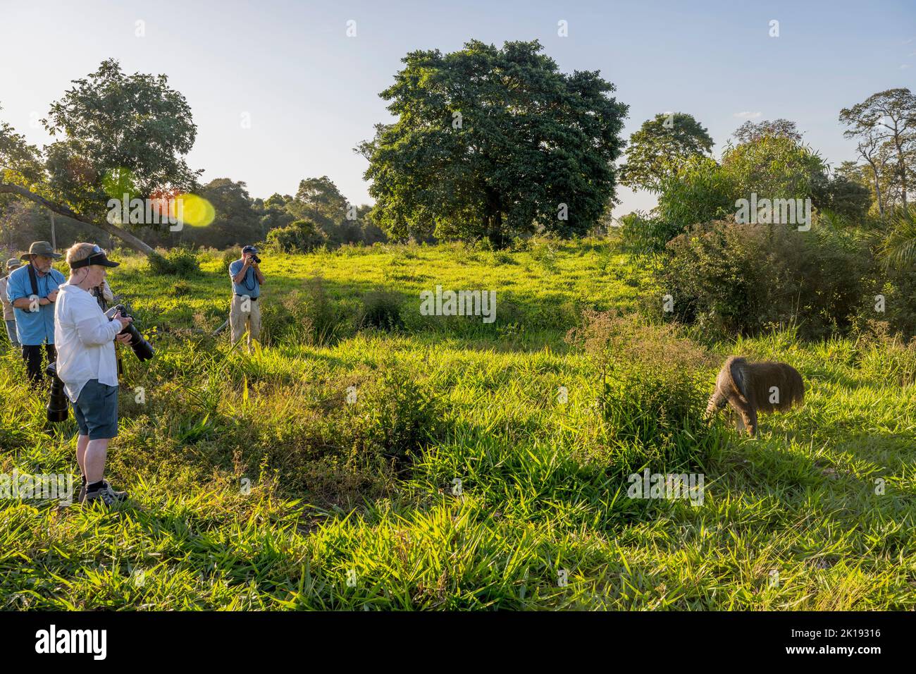 Tourists photographing the endangered Giant anteater (Myrmecophaga ...