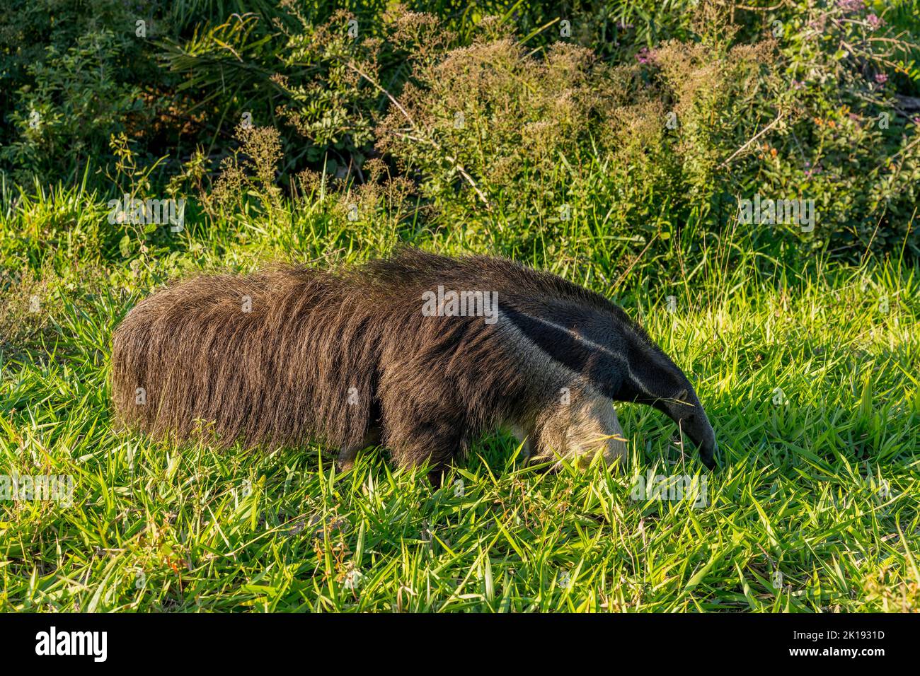 An endangered Giant anteater (Myrmecophaga tridactyla) looking for food ...