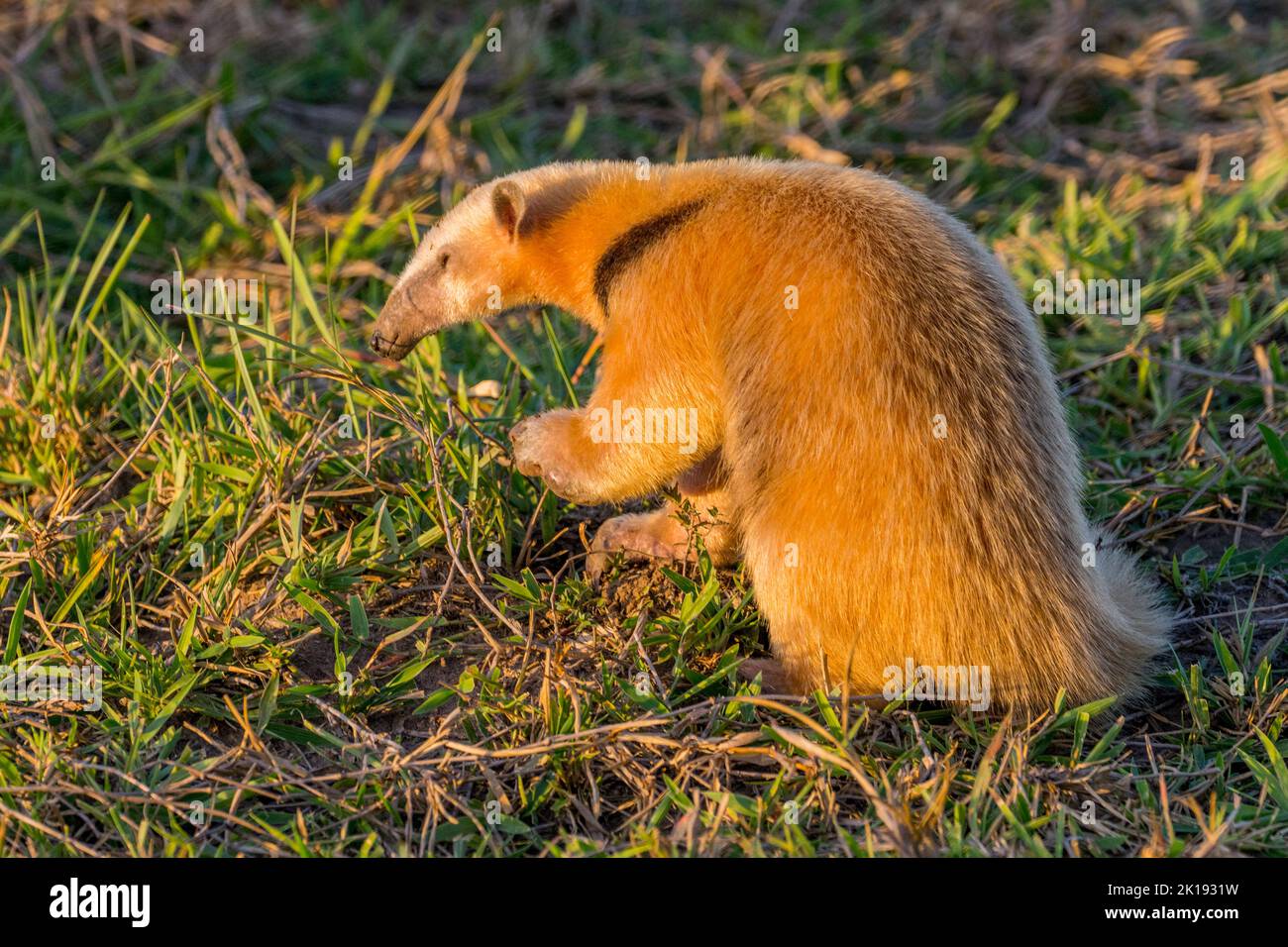 A Southern Tamandua (Tamandua tetradactyla) in the evening light is ...