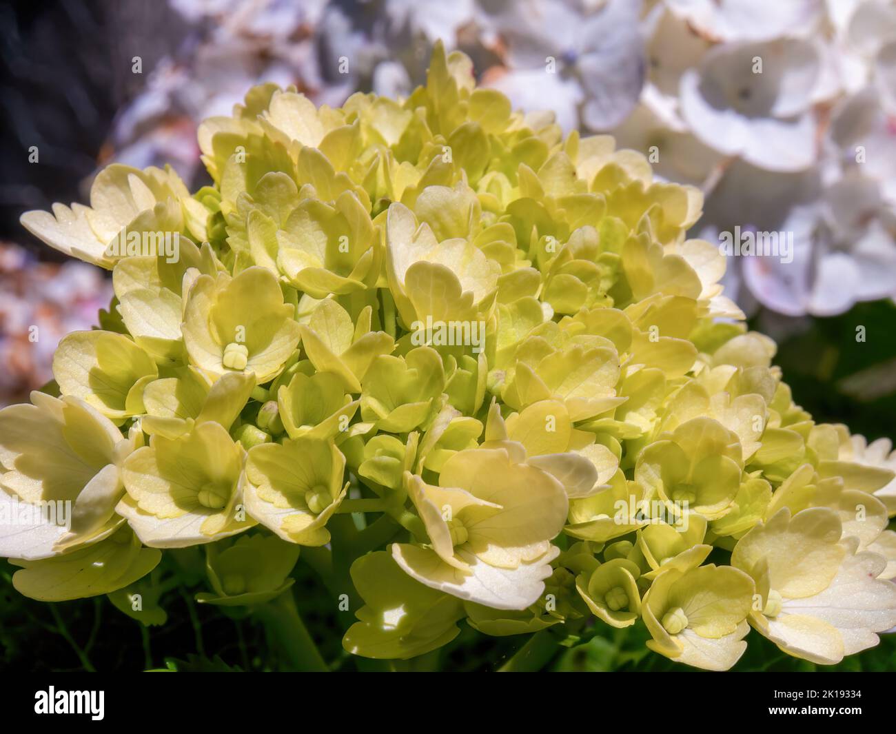 Macro photography of a beautiful bouquet of young hydrangea flowers ...
