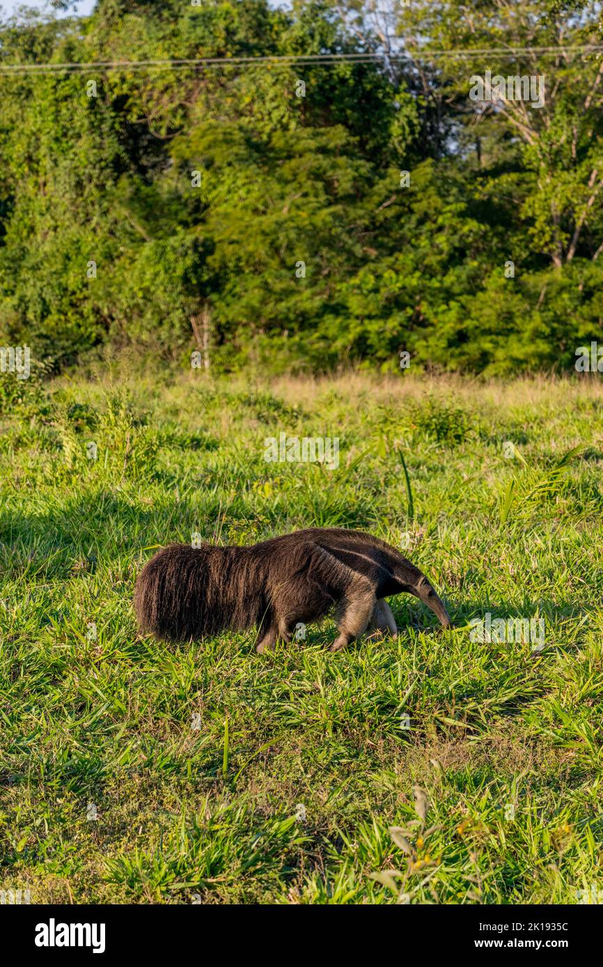 An endangered Giant anteater (Myrmecophaga tridactyla) looking for food ...