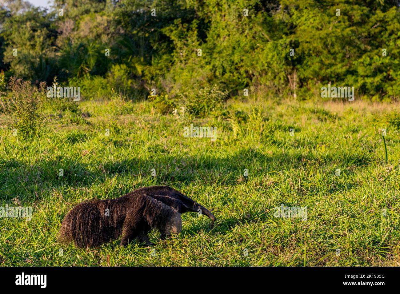 An endangered Giant anteater (Myrmecophaga tridactyla) looking for food ...