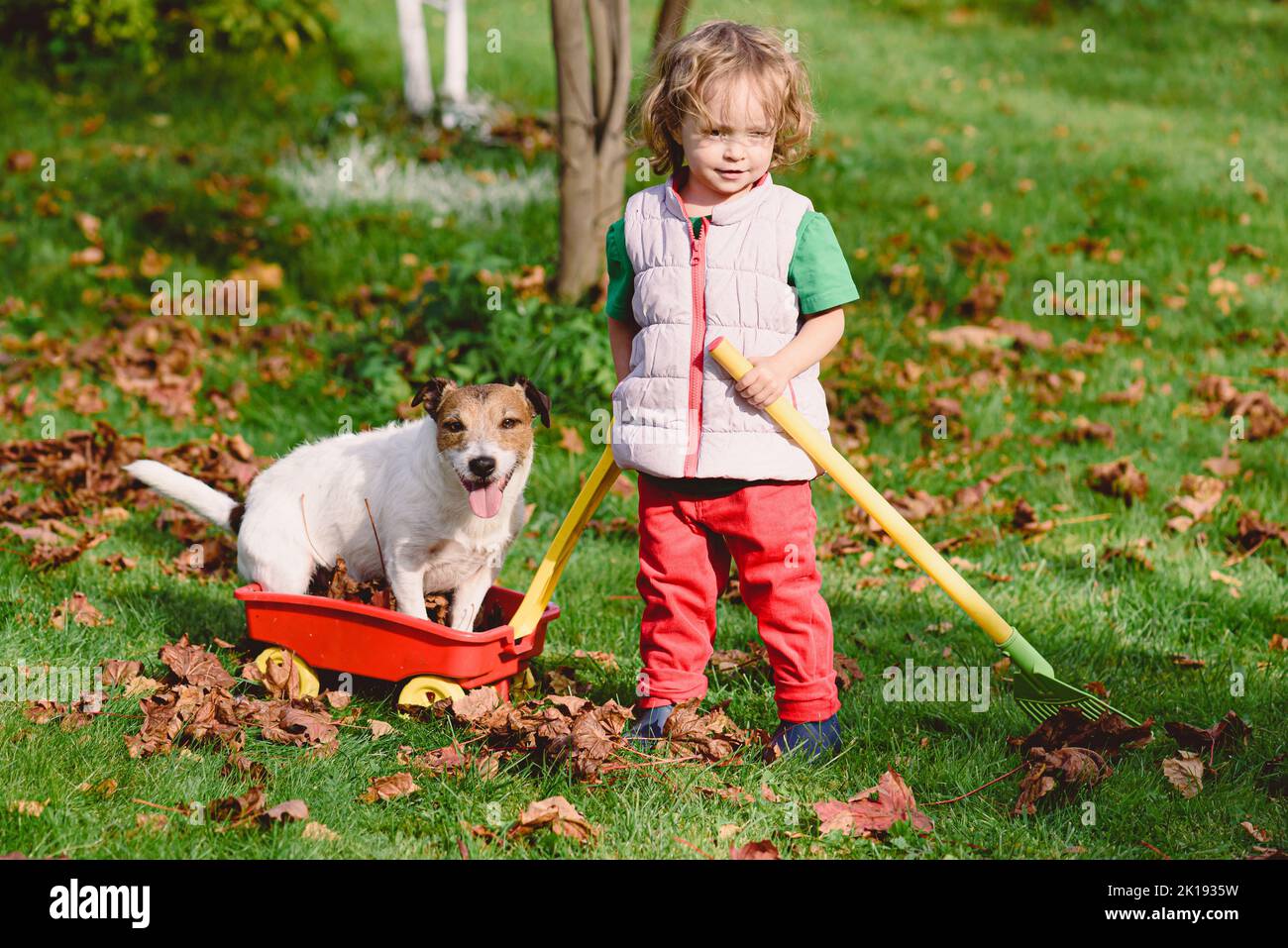 Funny dog sitting in wheelbarrow of girl raking Autumn leaves at ...