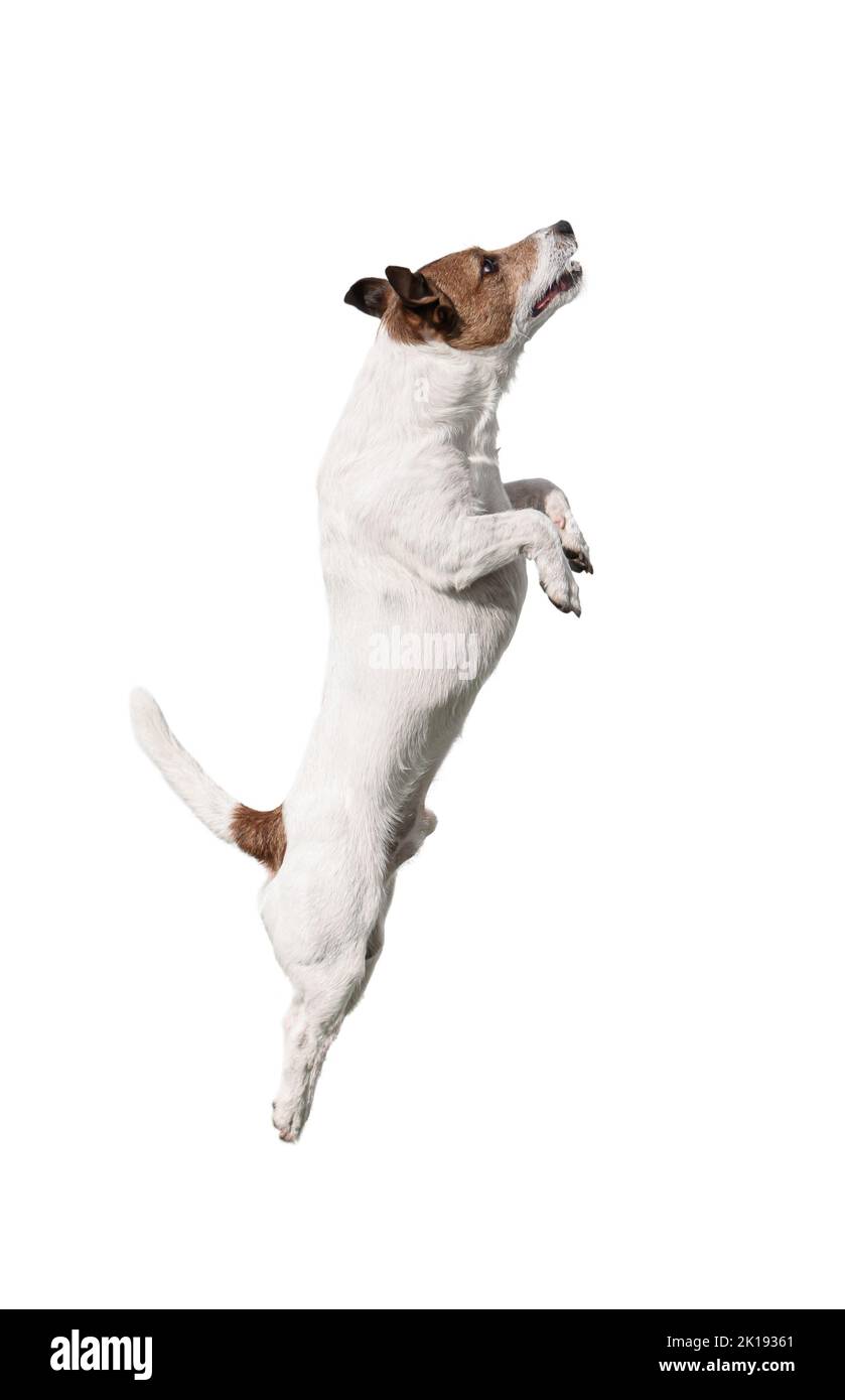 Dog Jumping White Background