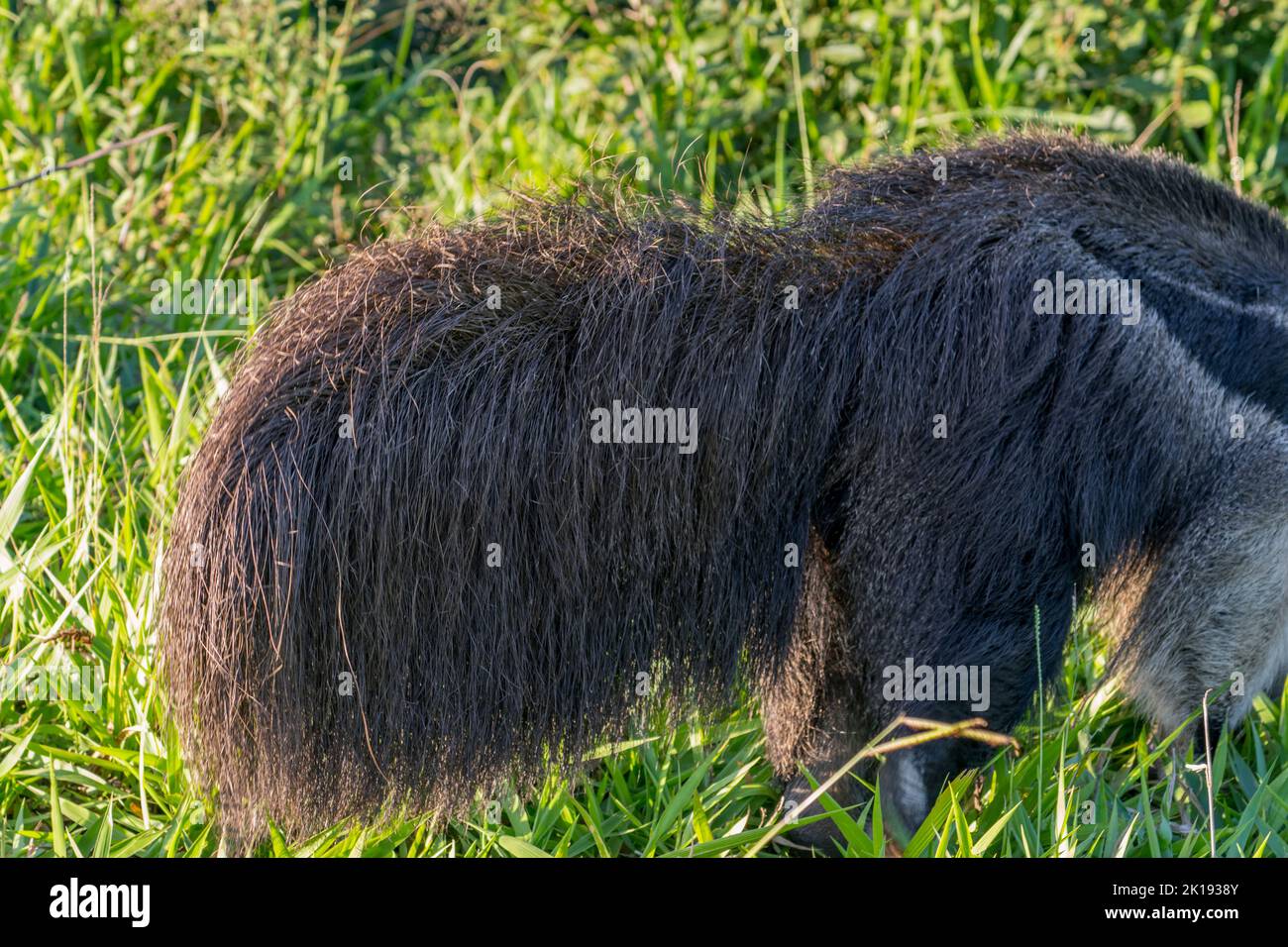 Close-up of the bushy tail of an endangered Giant anteater ...