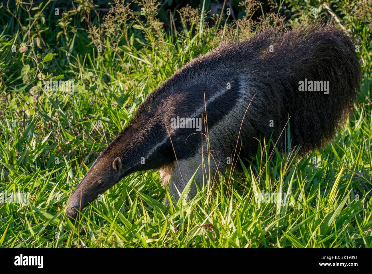 An endangered Giant anteater (Myrmecophaga tridactyla) looking for food ...