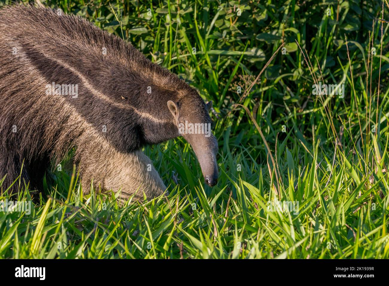 Close-up of an endangered Giant anteater (Myrmecophaga tridactyla ...