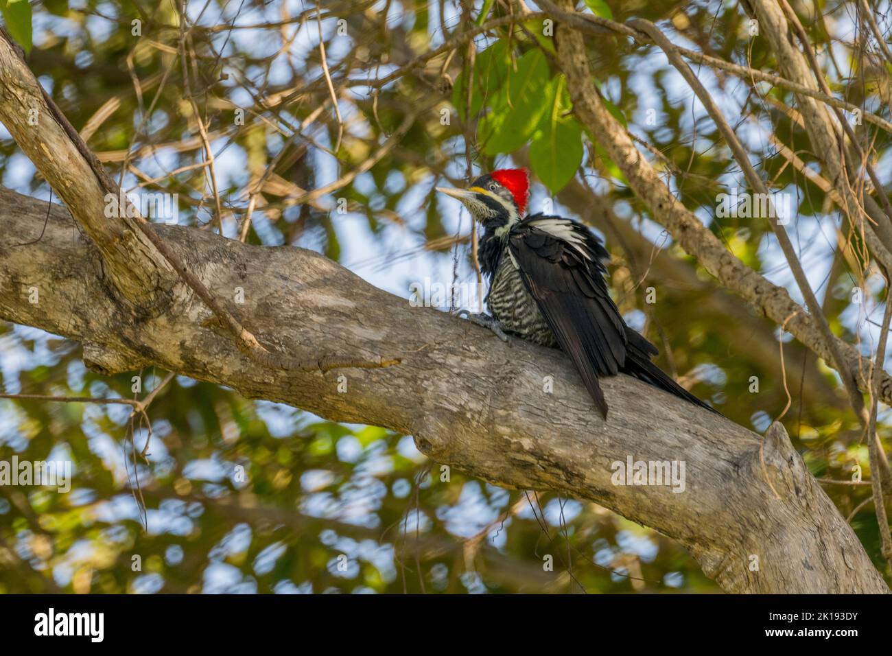 A Lineated Woodpecker (Dryocopus lineatus) on the trunk of a tree in ...