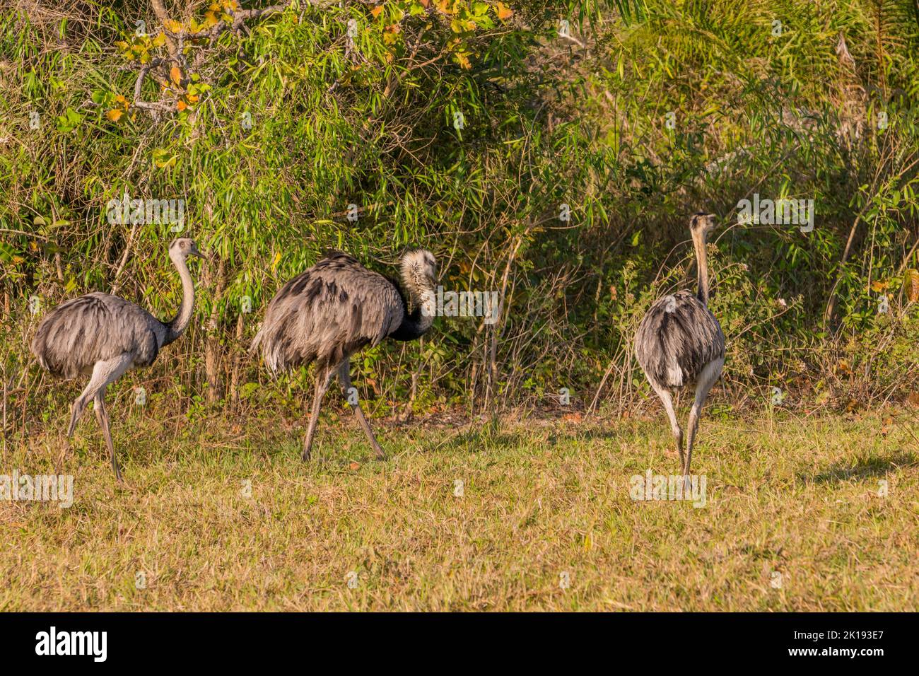Greater Rheas (Rhea americana) in the savannah near the Aguape Lodge in the Southern Pantanal ...