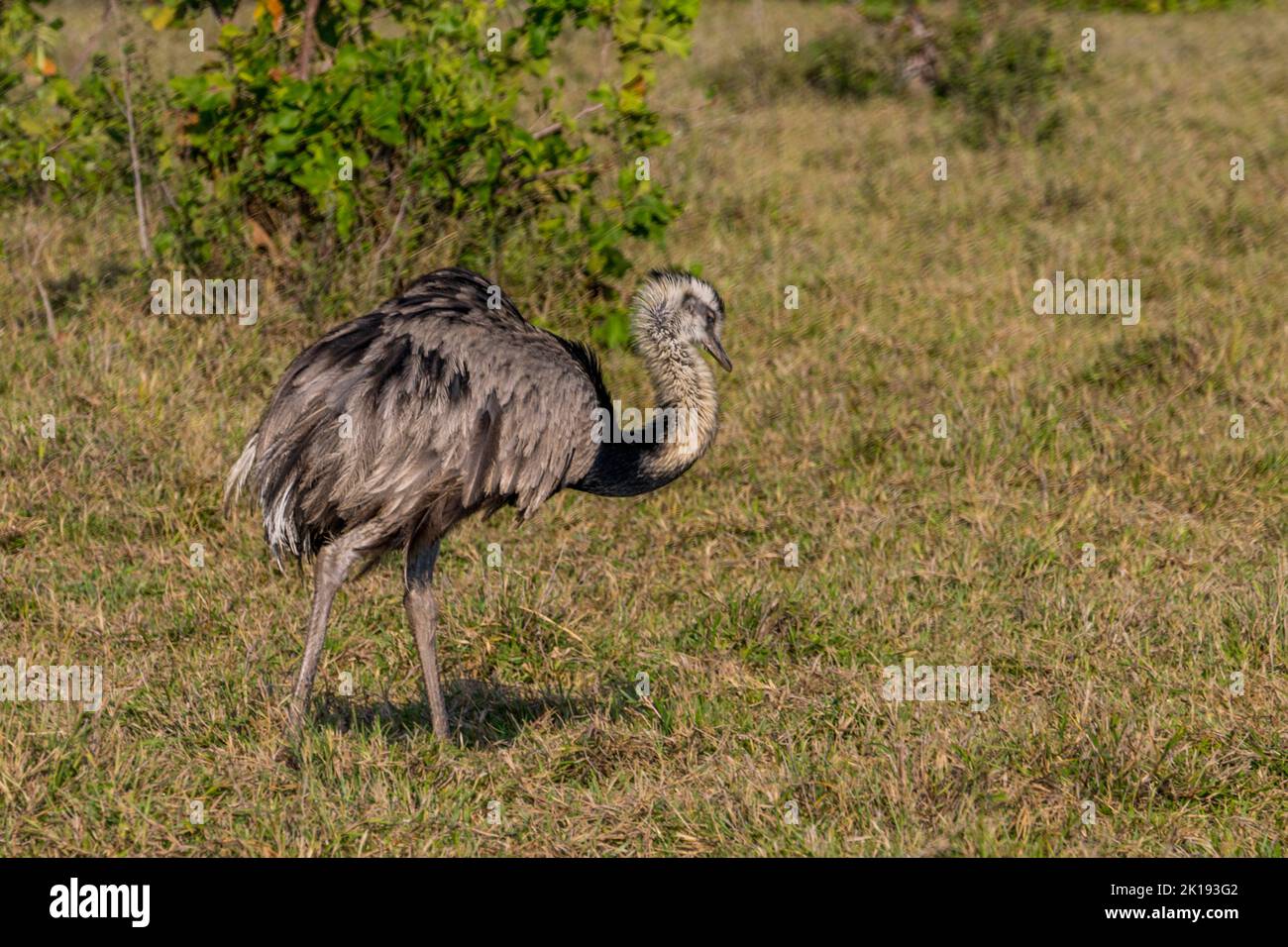 A Greater Rhea (Rhea americana) in the savannah near the Aguape Lodge in the Southern Pantanal ...