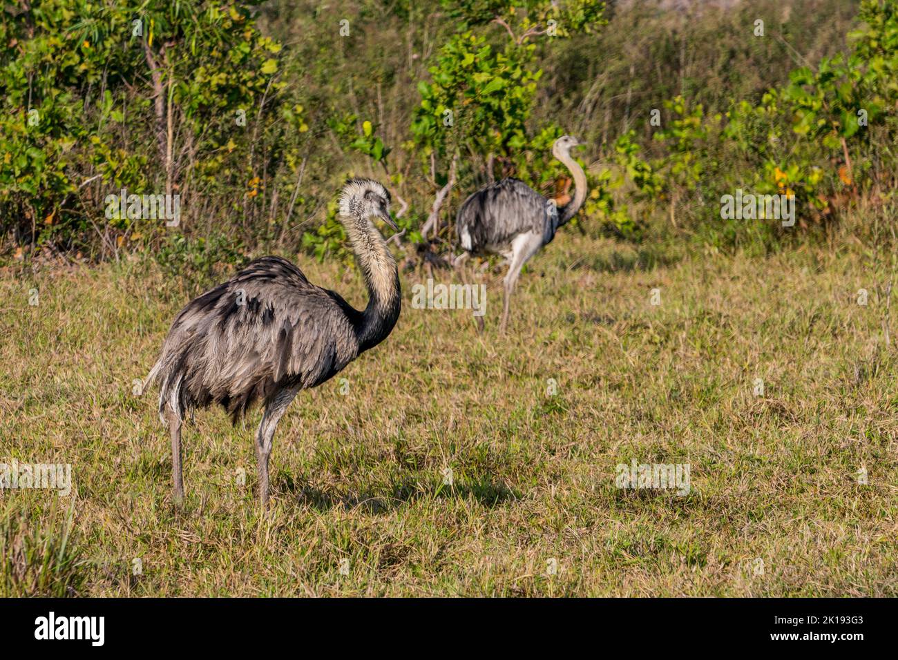 Greater Rheas (Rhea americana) in the savannah near the Aguape Lodge in the Southern Pantanal ...