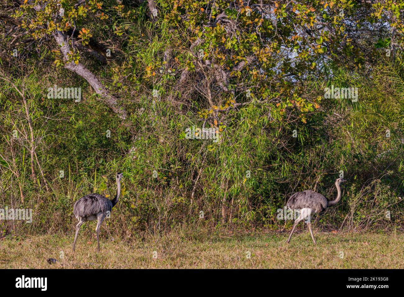 Greater Rheas (Rhea americana) in the savannah near the Aguape Lodge in the Southern Pantanal ...