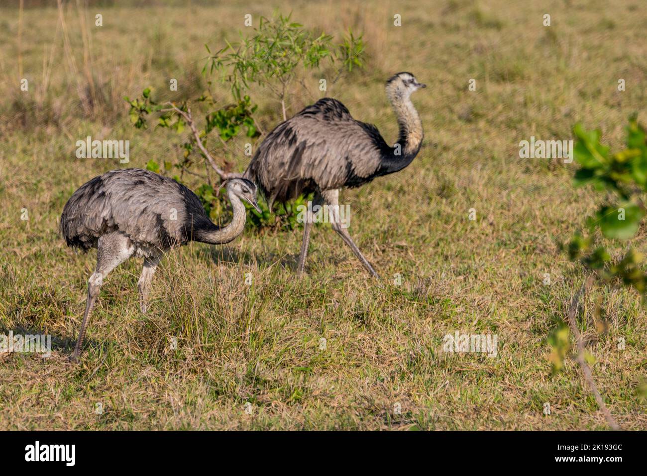 Greater Rheas (Rhea americana) in the savannah near the Aguape Lodge in the Southern Pantanal ...
