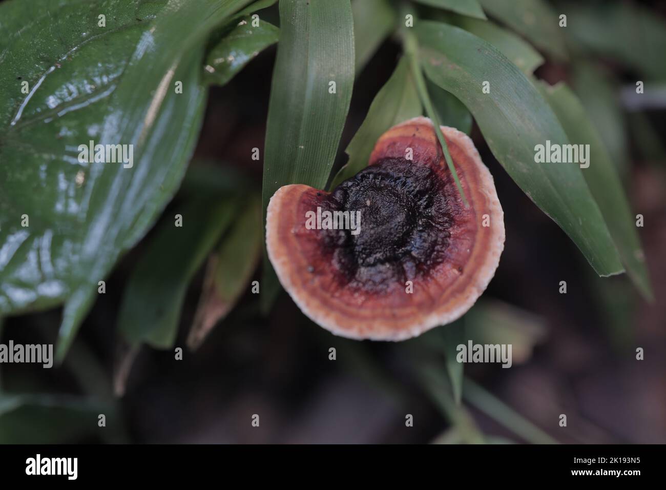 a closeup of Ganoderma lucidum on leaves, red-colored species of ...