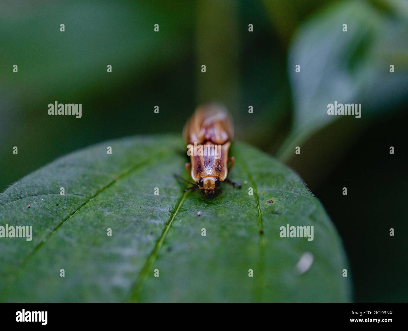 Firefly leaf beetle hi-res stock photography and images - Alamy