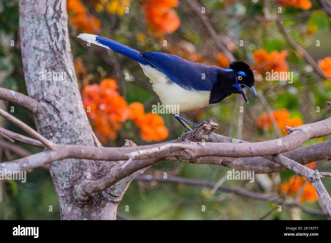 A Plush-crested jay (Cyanocorax chrysops) in a tree with Bougainvillea ...
