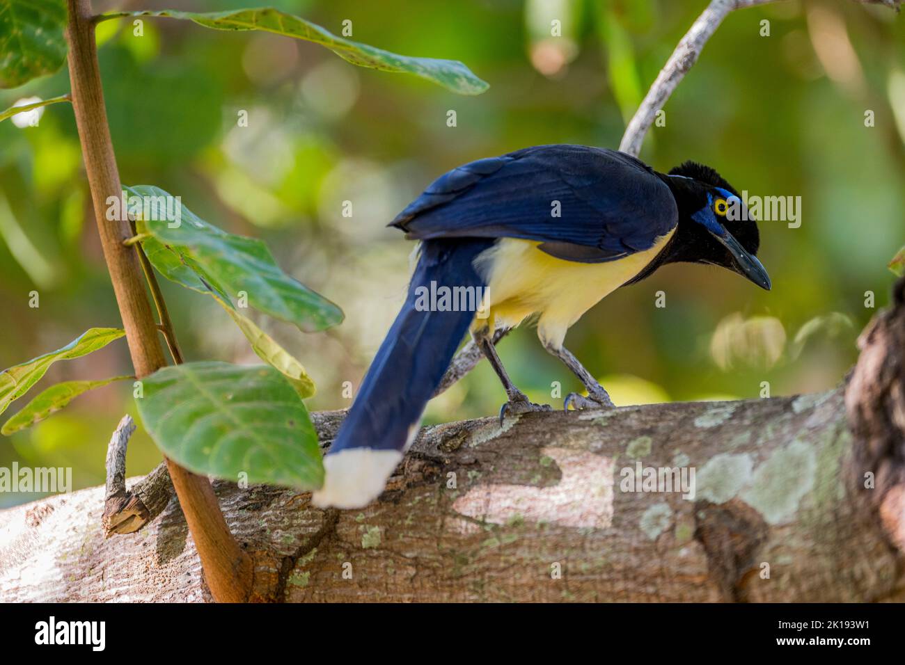 A Plush-crested jay (Cyanocorax chrysops) in a tree at the Aguape Lodge ...
